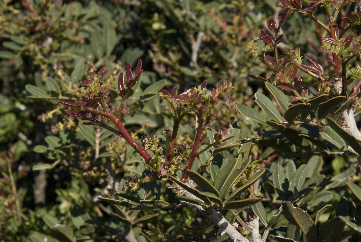 Pistacia lentiscus, Mastic Tree