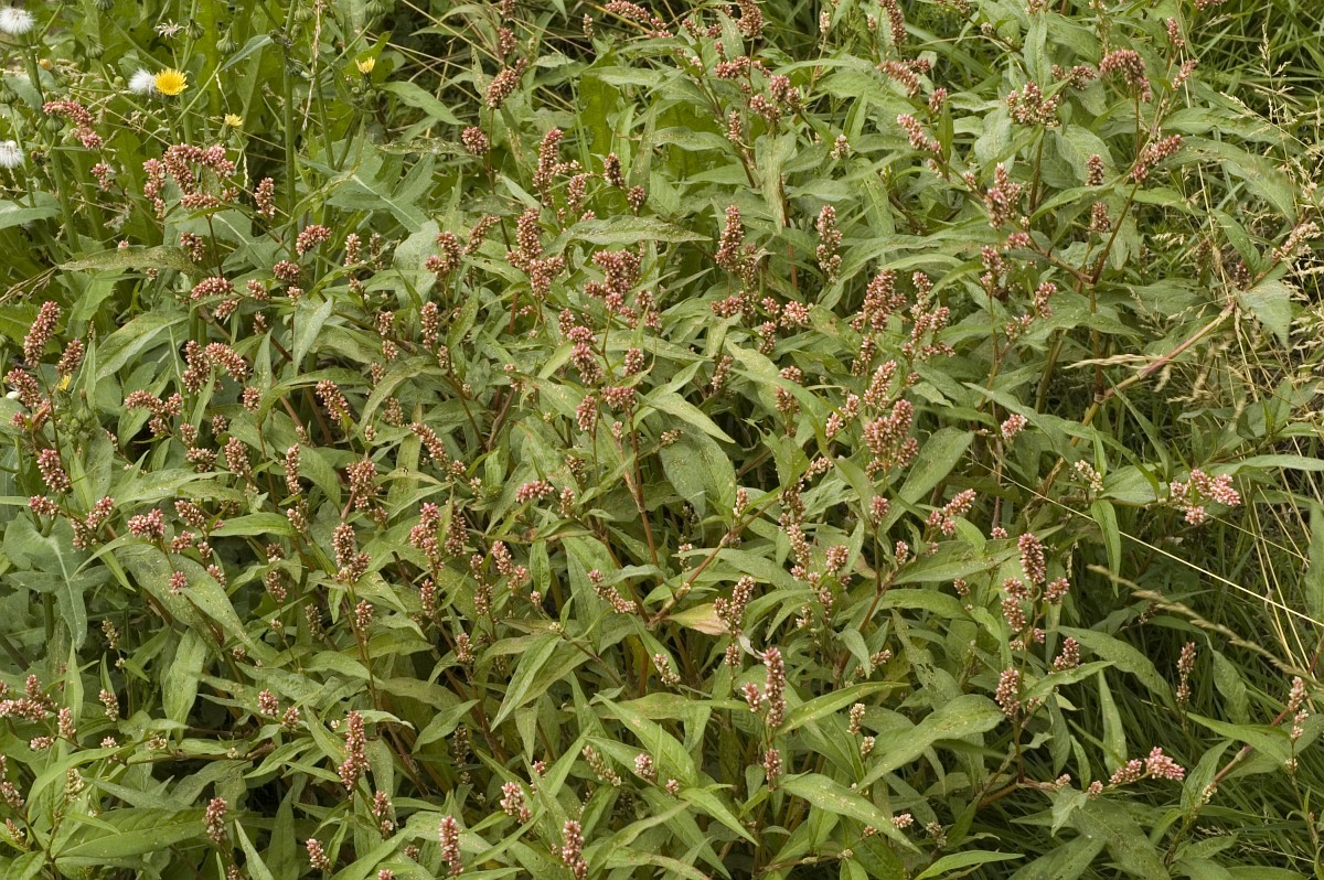 Polygonum lapathifolium, Pale Persicaria