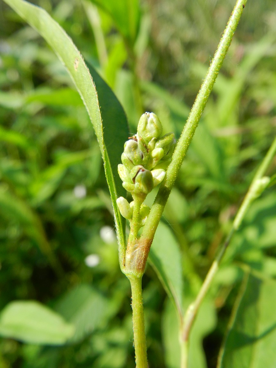 Polygonum lapathifolium, Pale Persicaria