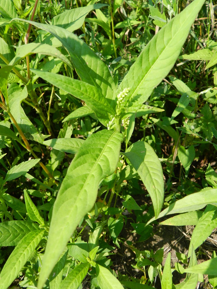 Polygonum lapathifolium, Pale Persicaria