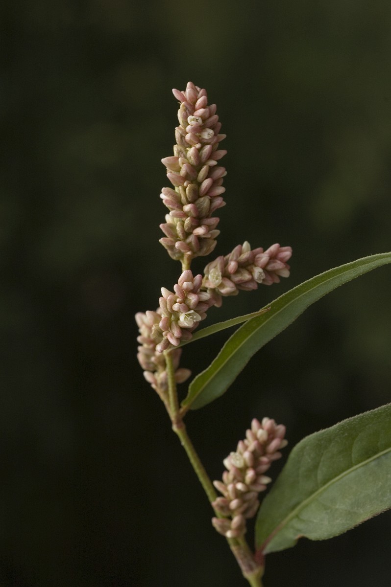 Polygonum lapathifolium, Pale Persicaria