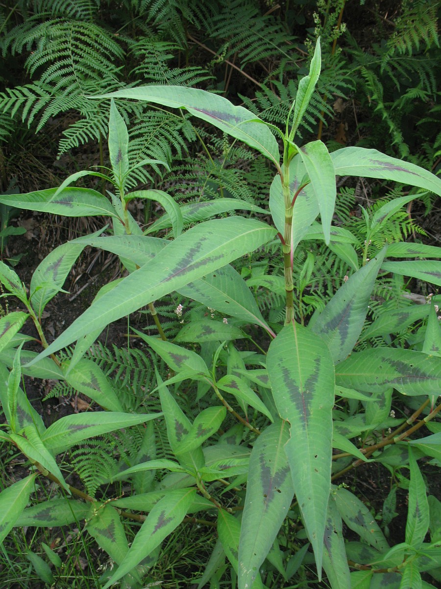Polygonum lapathifolium, Pale Persicaria