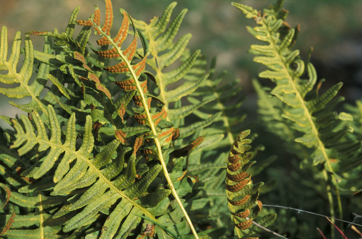 Polypodium interjectum, Intermediate Polypody