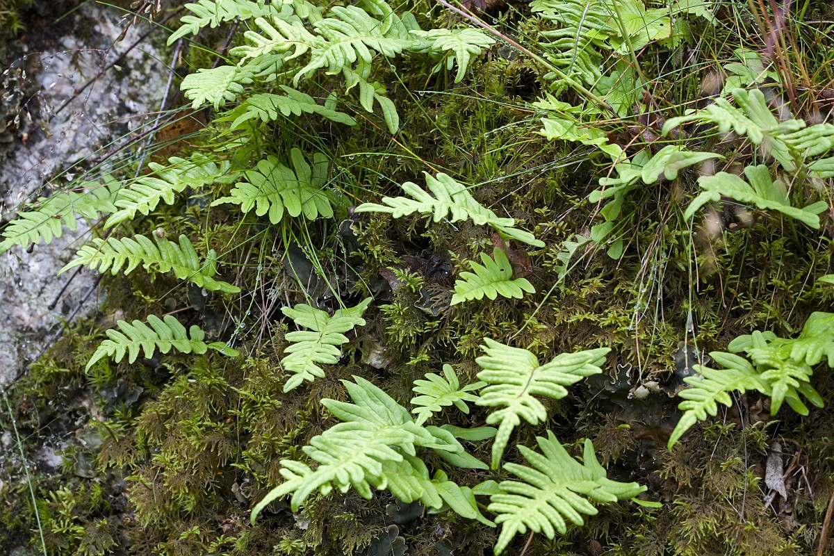 Polypodium vulgare, Polypody