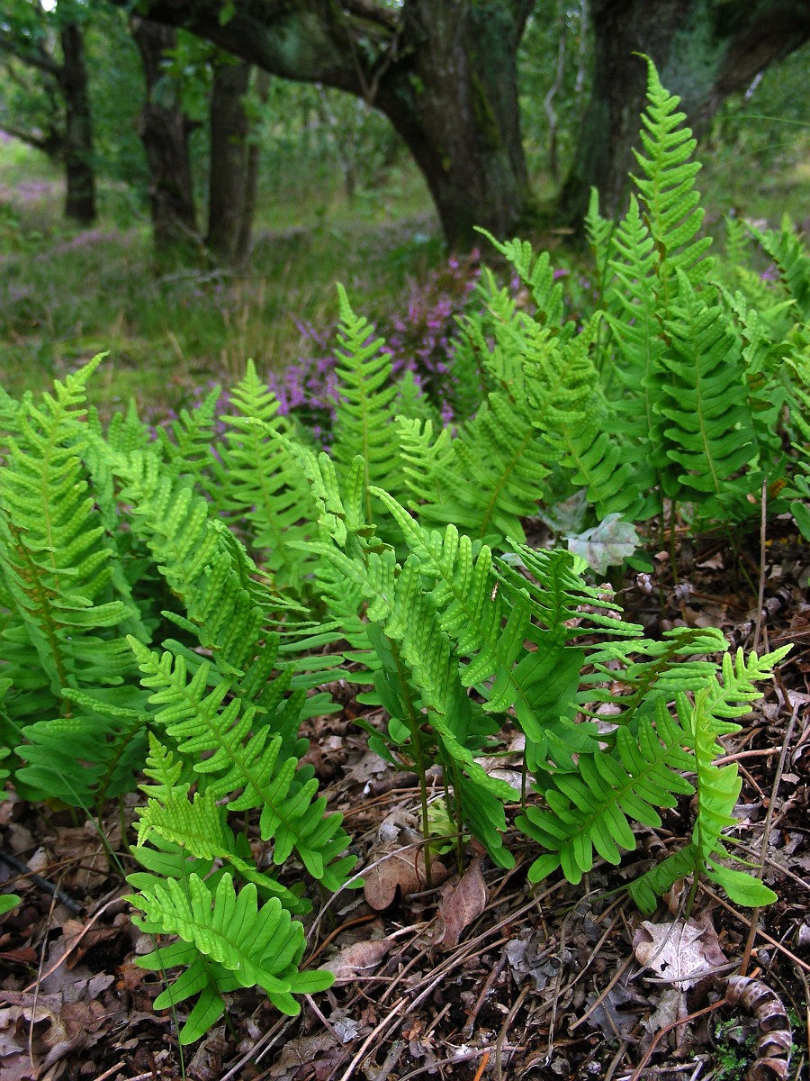 Polypodium vulgare, Polypody