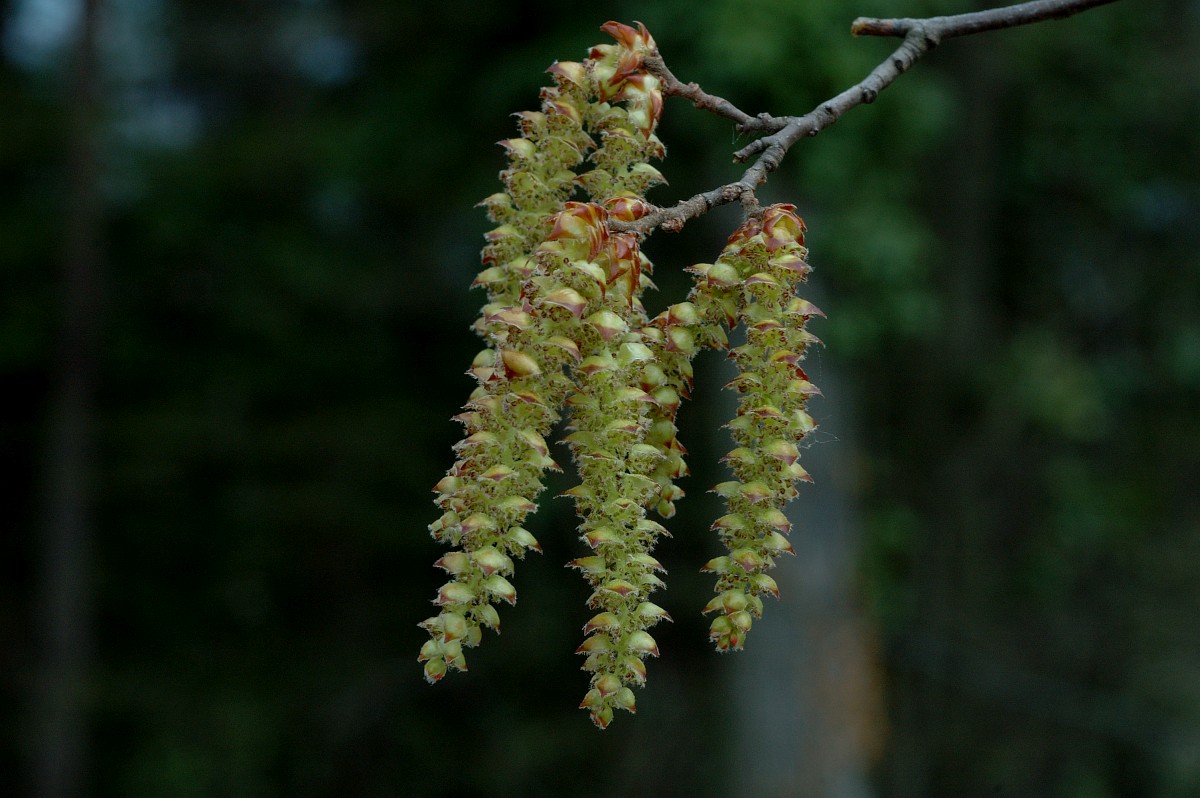 Populus nigra, Black Poplar