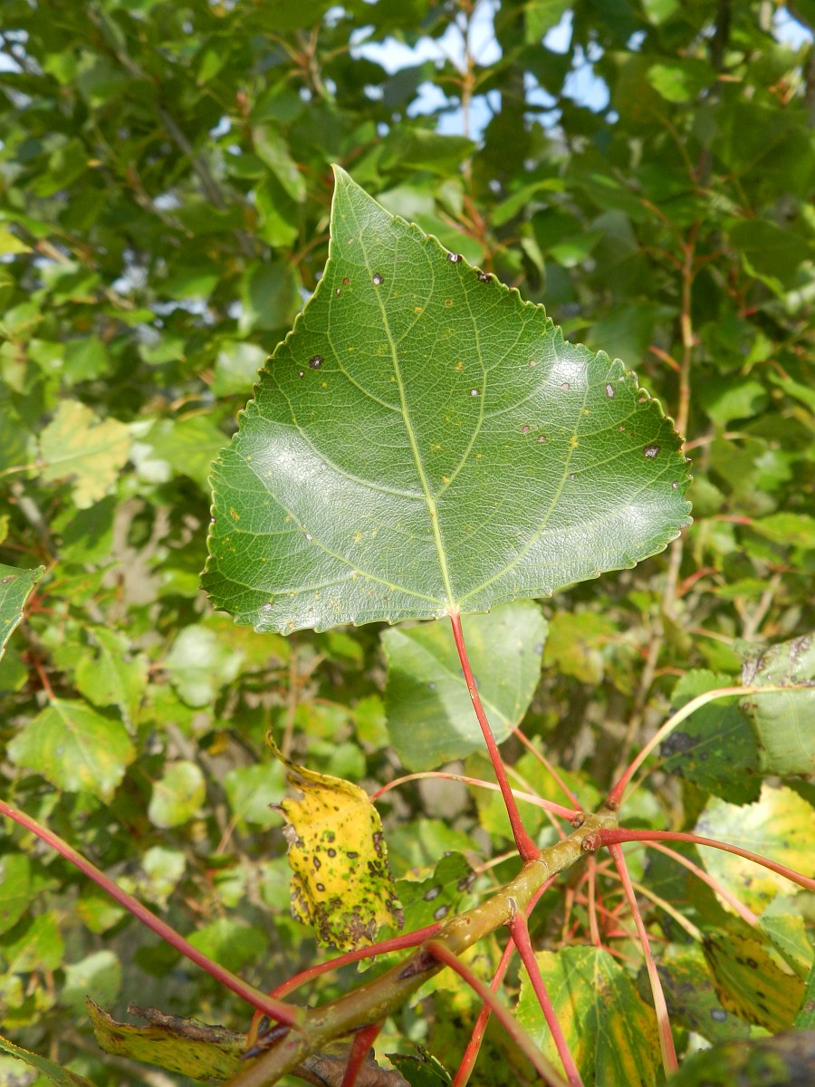 Populus nigra, Black Poplar