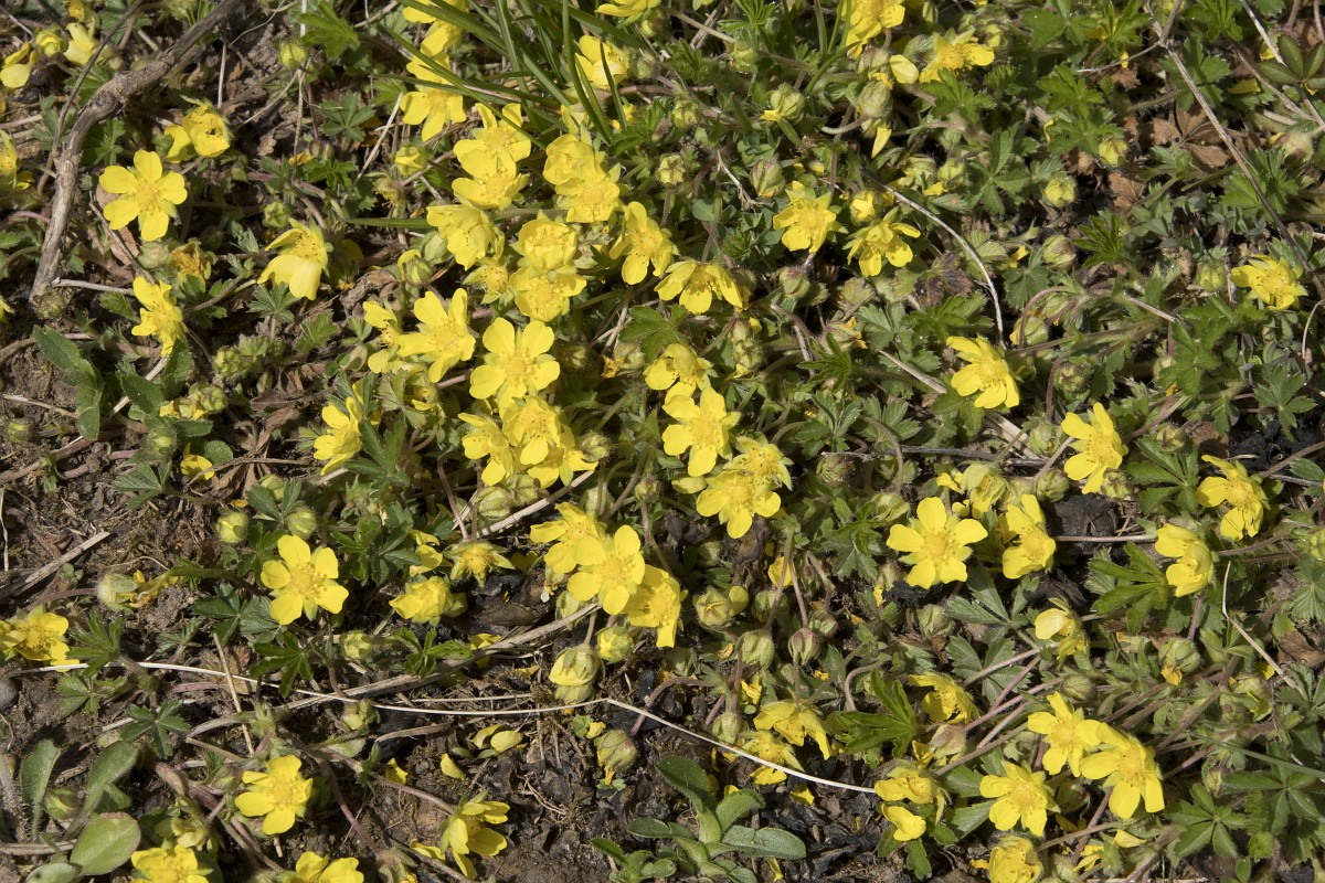 Potentilla neumanniana, Spring Cinquefoil