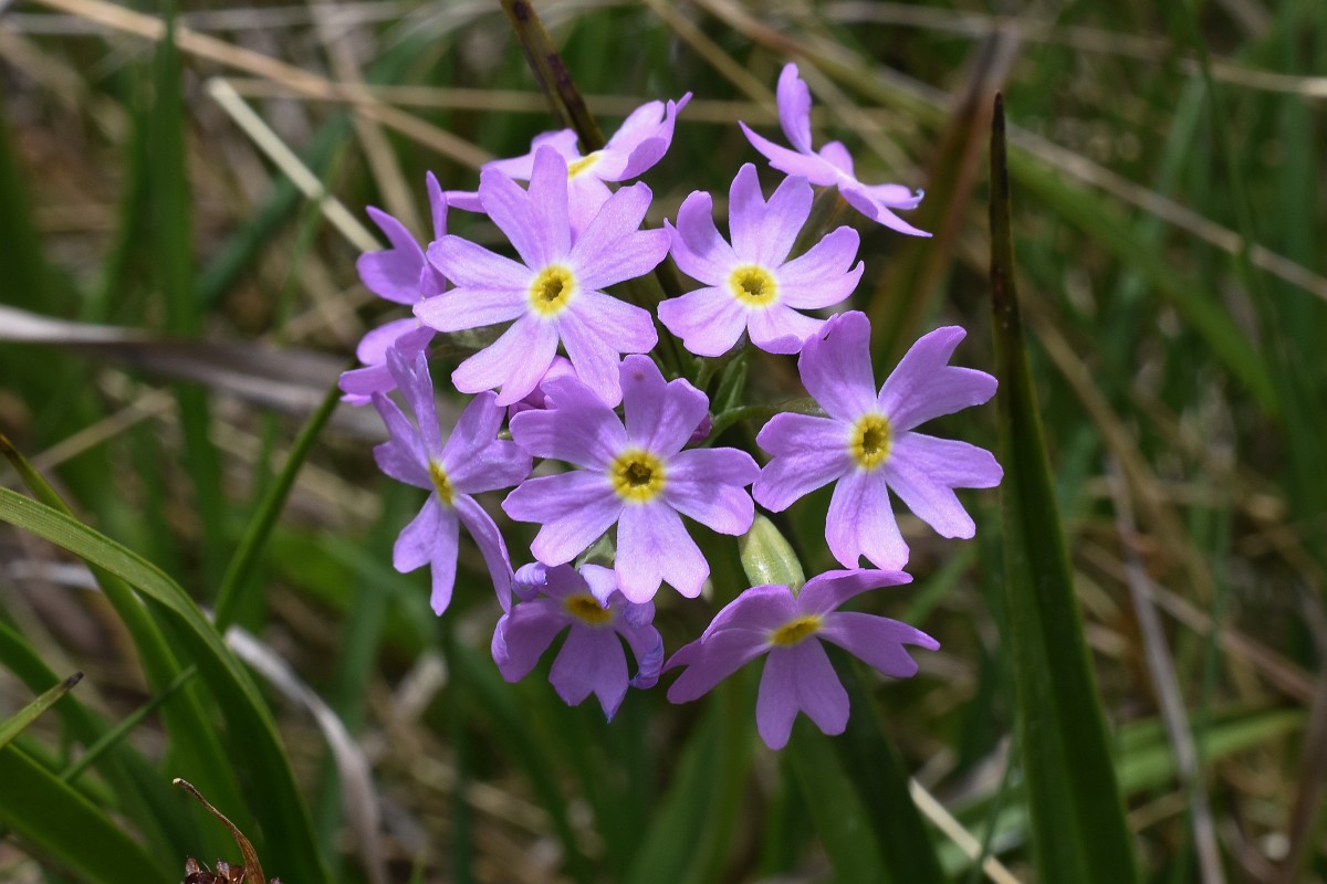 Primula exigua