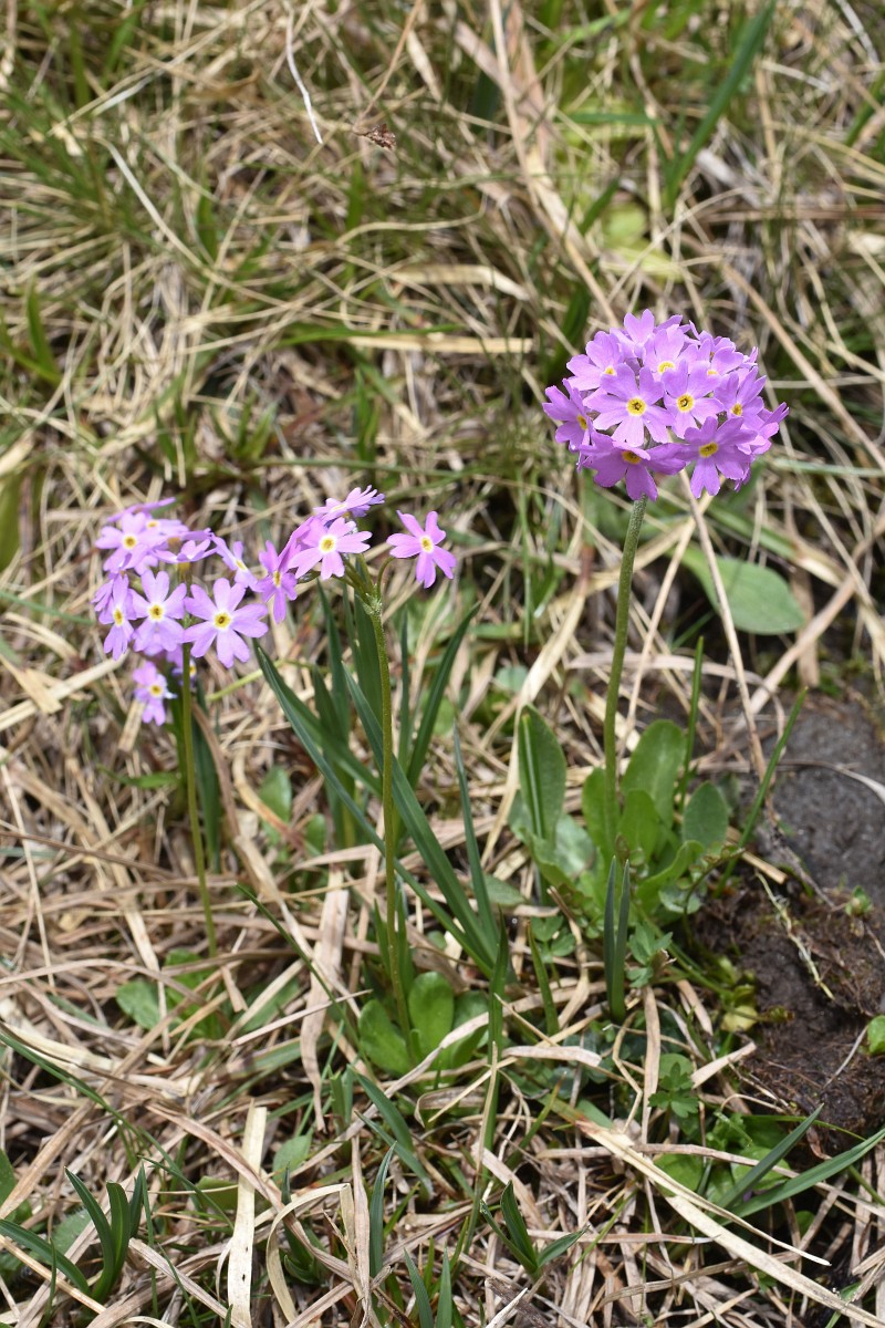 Primula exigua