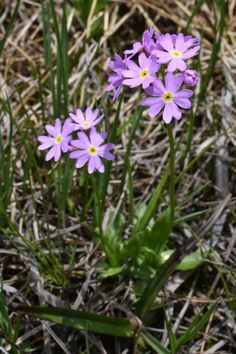 Primula exigua