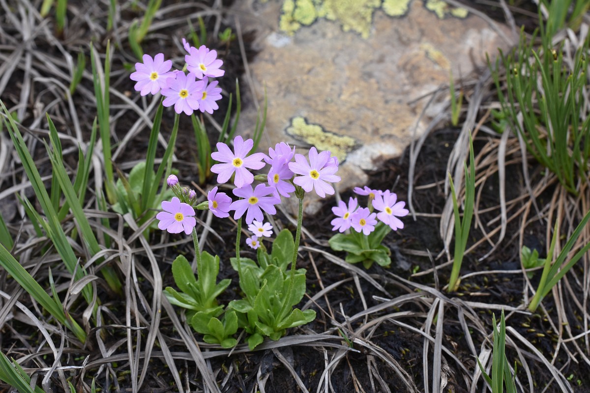 Primula exigua