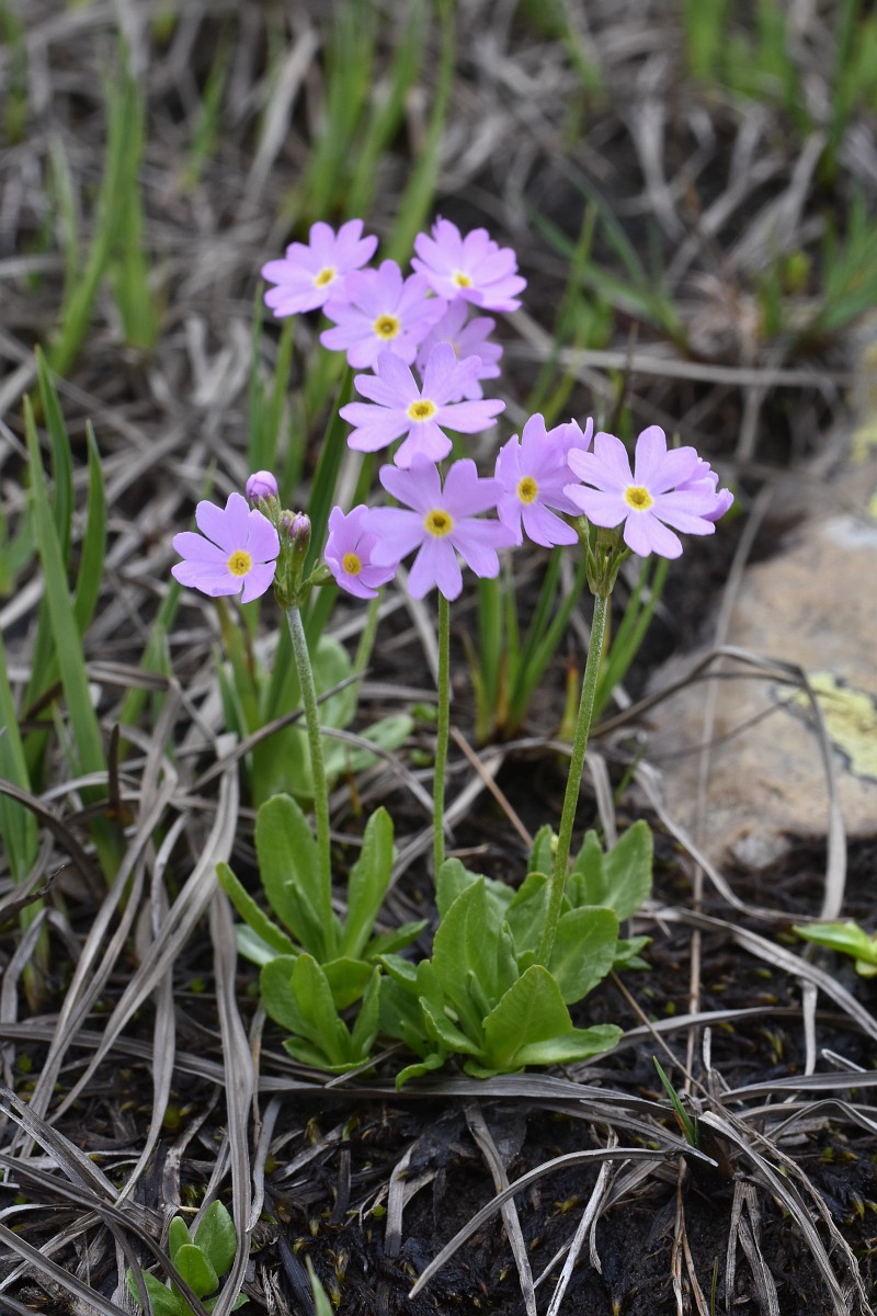 Primula exigua