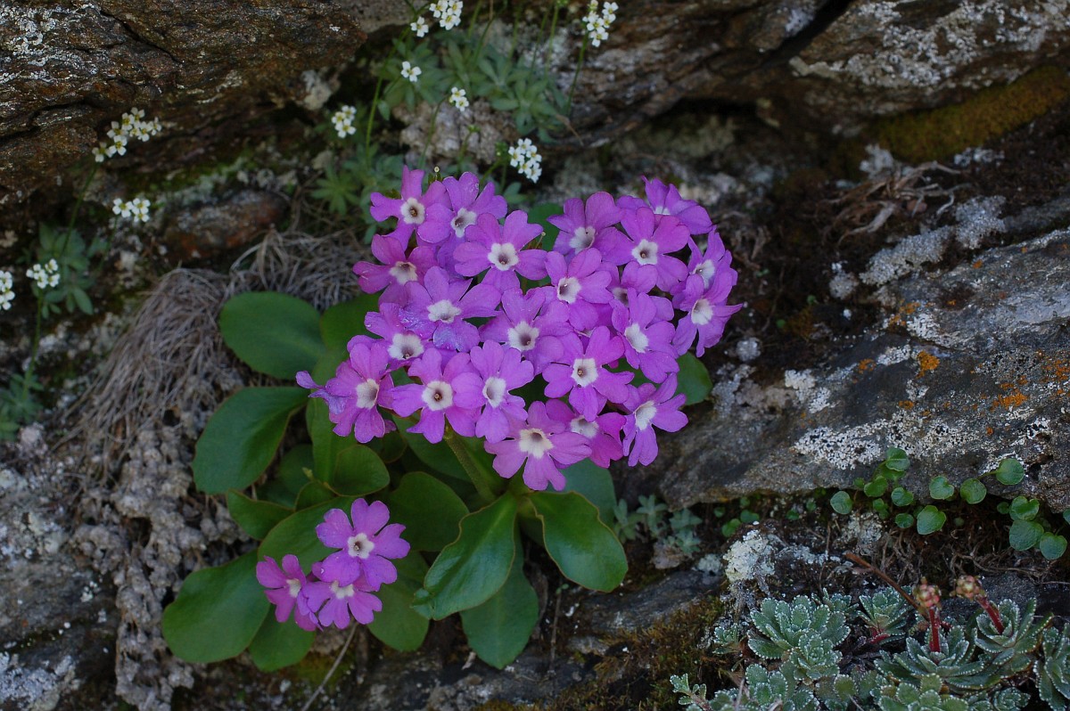 Primula pedemontana