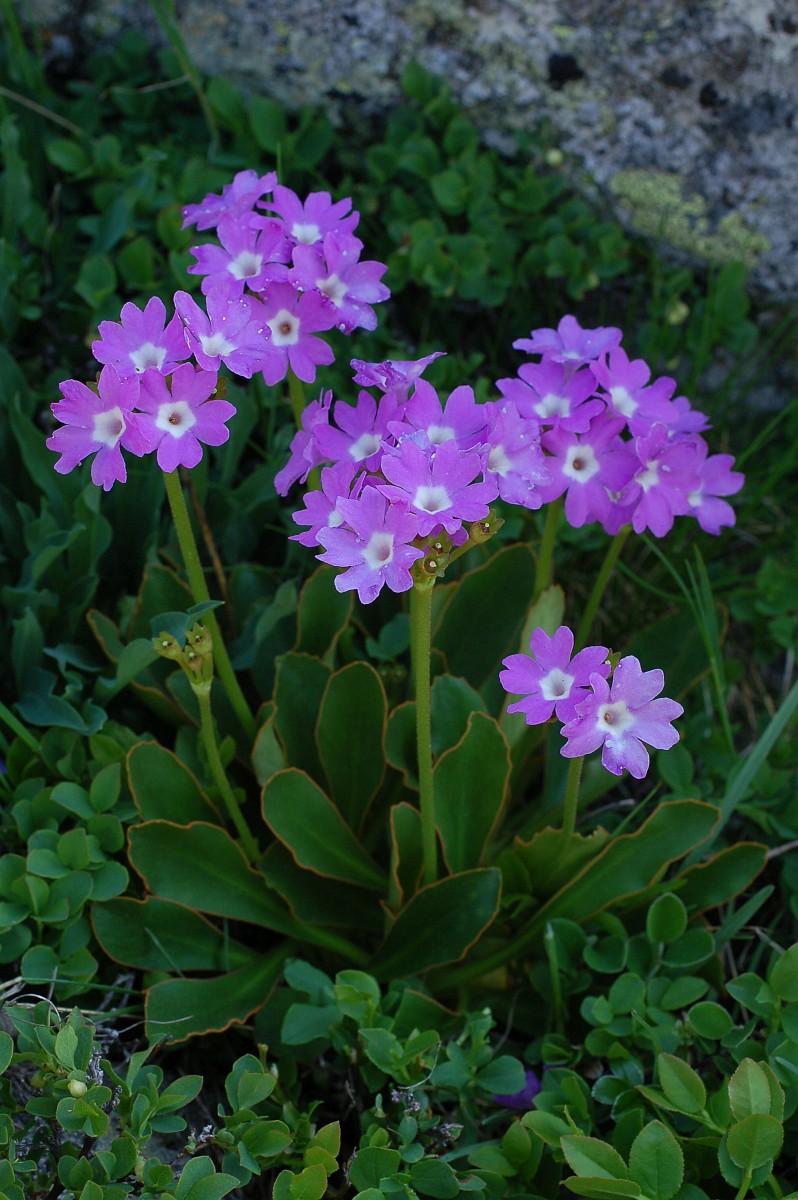 Primula pedemontana