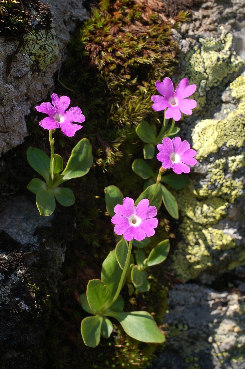 Primula pedemontana