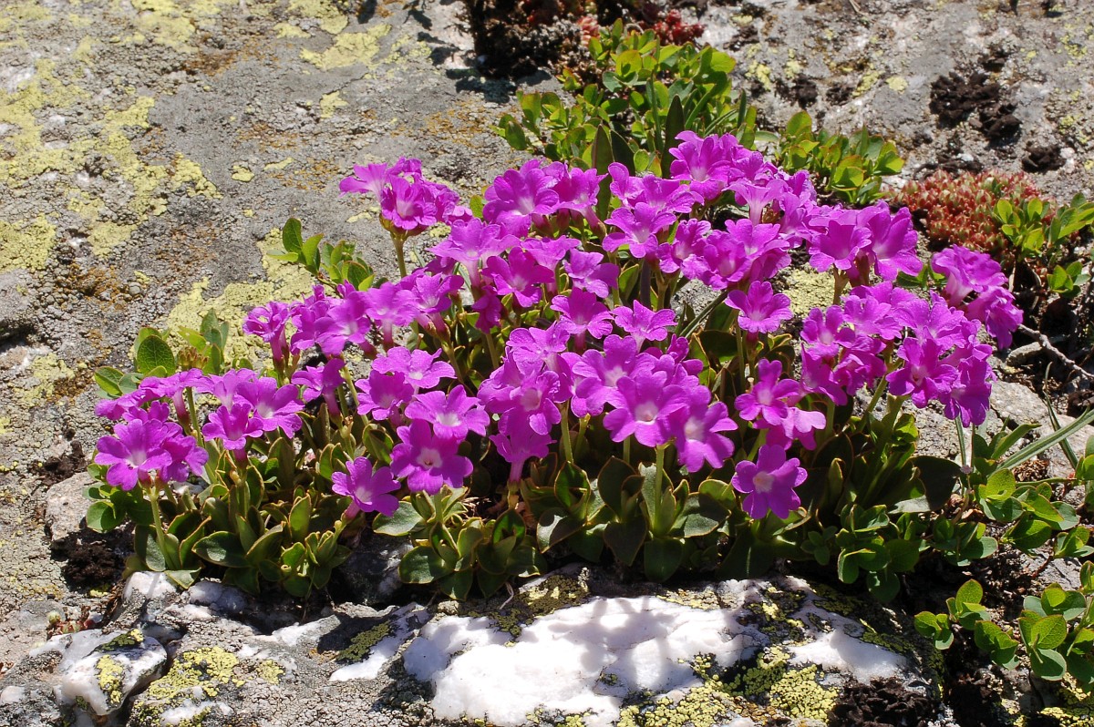 Primula pedemontana