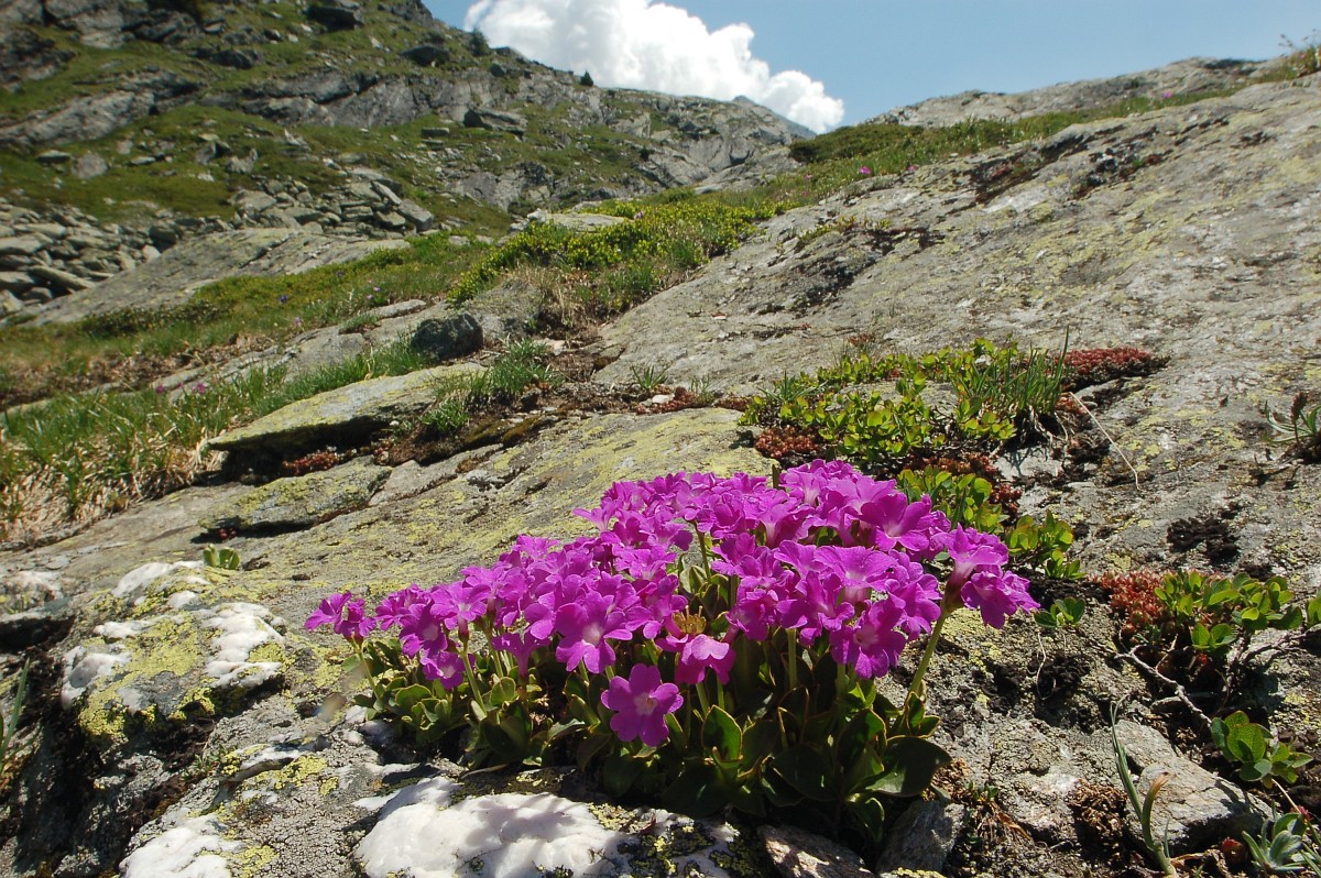 Primula pedemontana