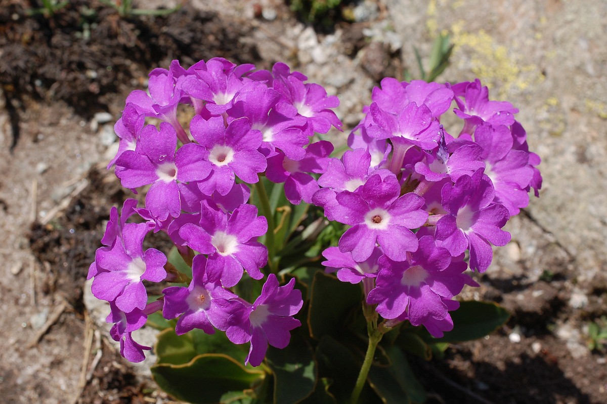 Primula pedemontana