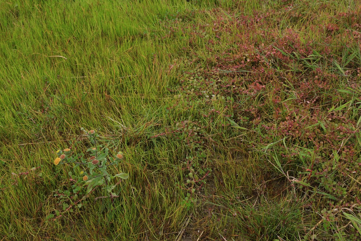 Pulicaria vulgaris, Small Fleabane