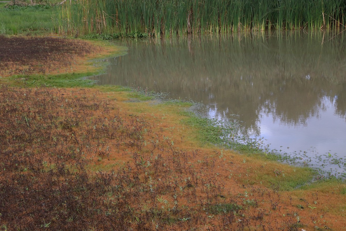 Pulicaria vulgaris, Small Fleabane