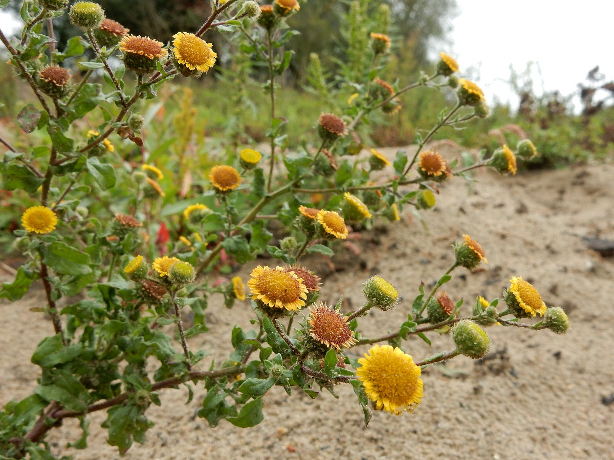 Pulicaria vulgaris, Small Fleabane