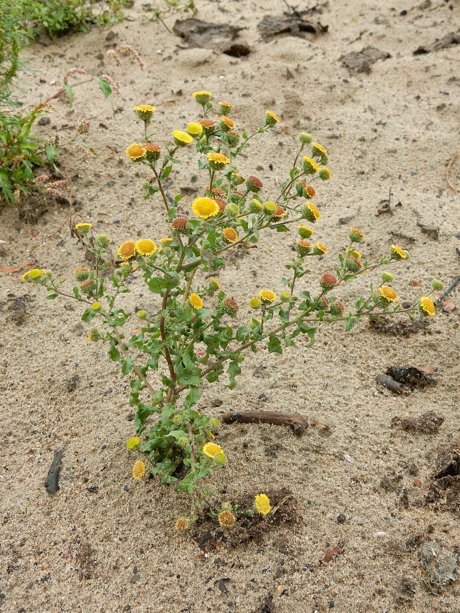 Pulicaria vulgaris, Small Fleabane