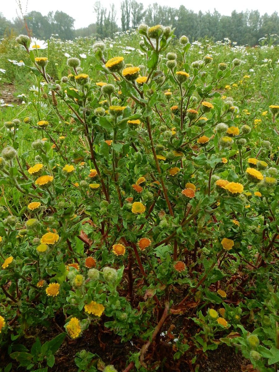 Pulicaria vulgaris, Small Fleabane