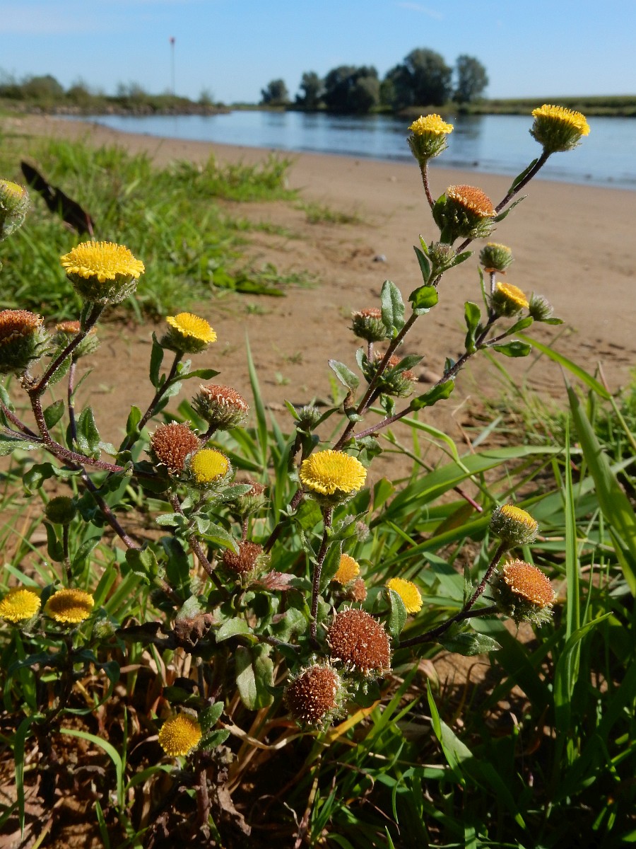 Pulicaria vulgaris, Small Fleabane