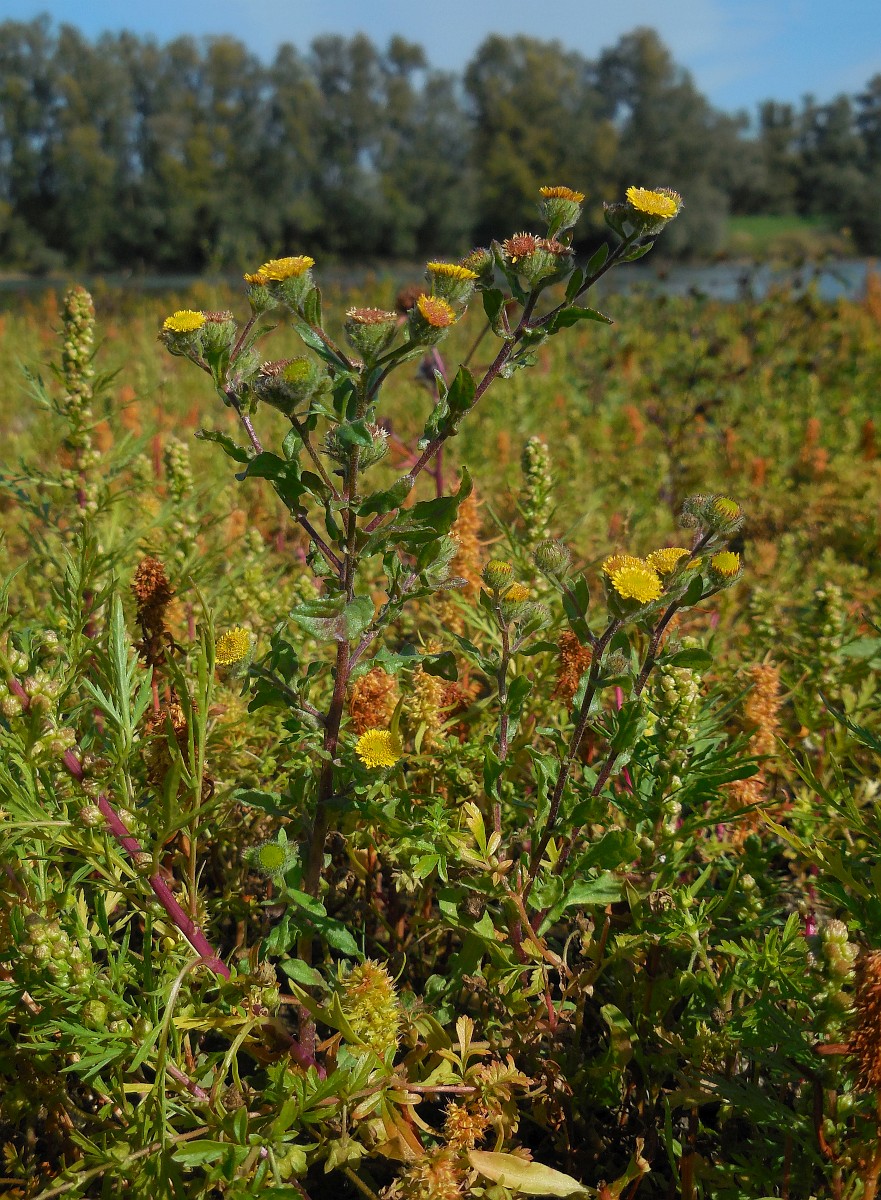 Pulicaria vulgaris, Small Fleabane