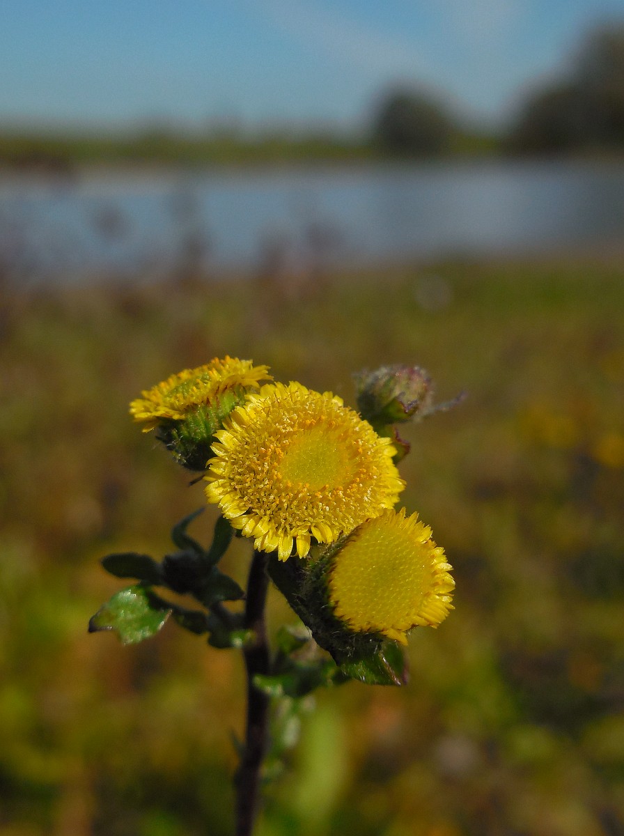 Pulicaria vulgaris, Small Fleabane
