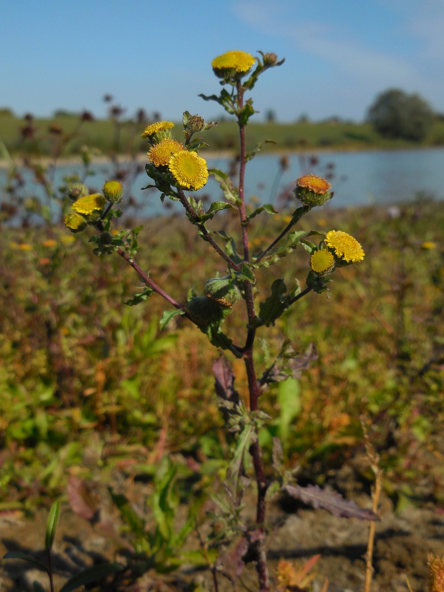 Pulicaria vulgaris, Small Fleabane
