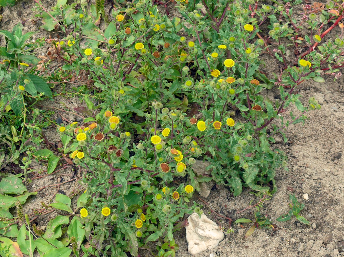 Pulicaria vulgaris, Small Fleabane