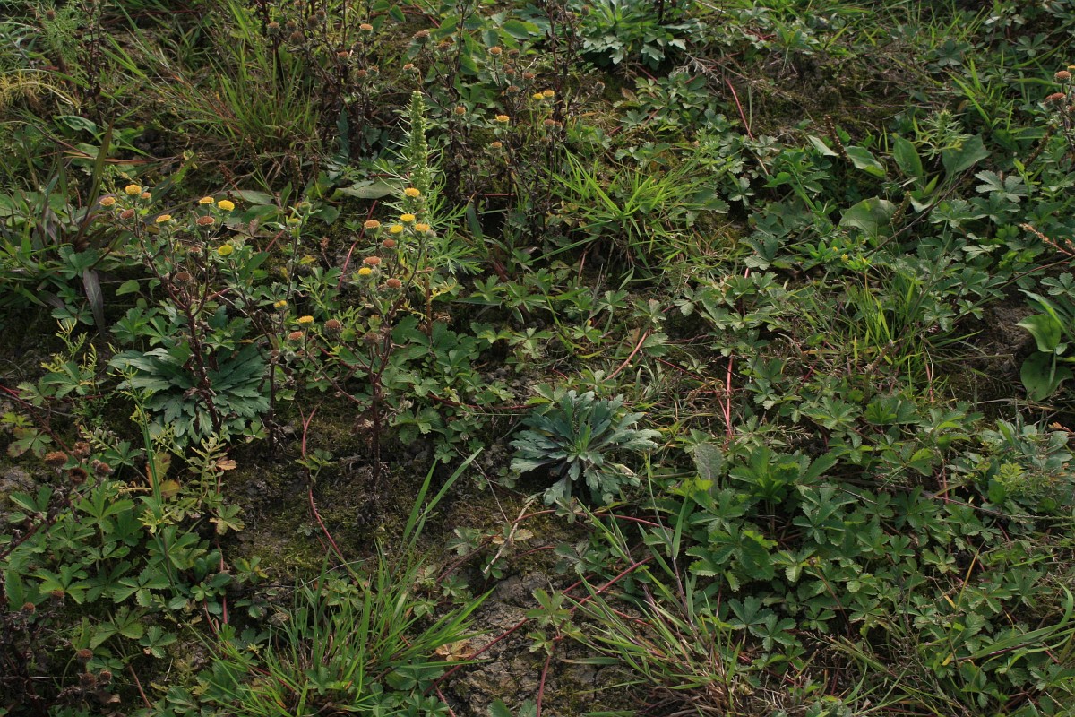 Pulicaria vulgaris, Small Fleabane