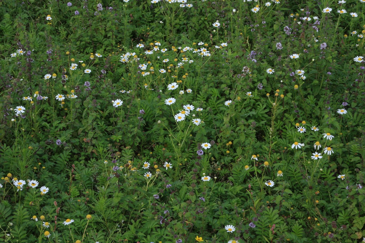 Pulicaria vulgaris, Small Fleabane