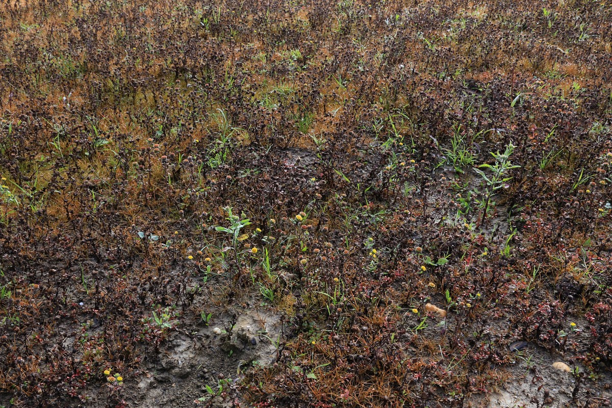 Pulicaria vulgaris, Small Fleabane