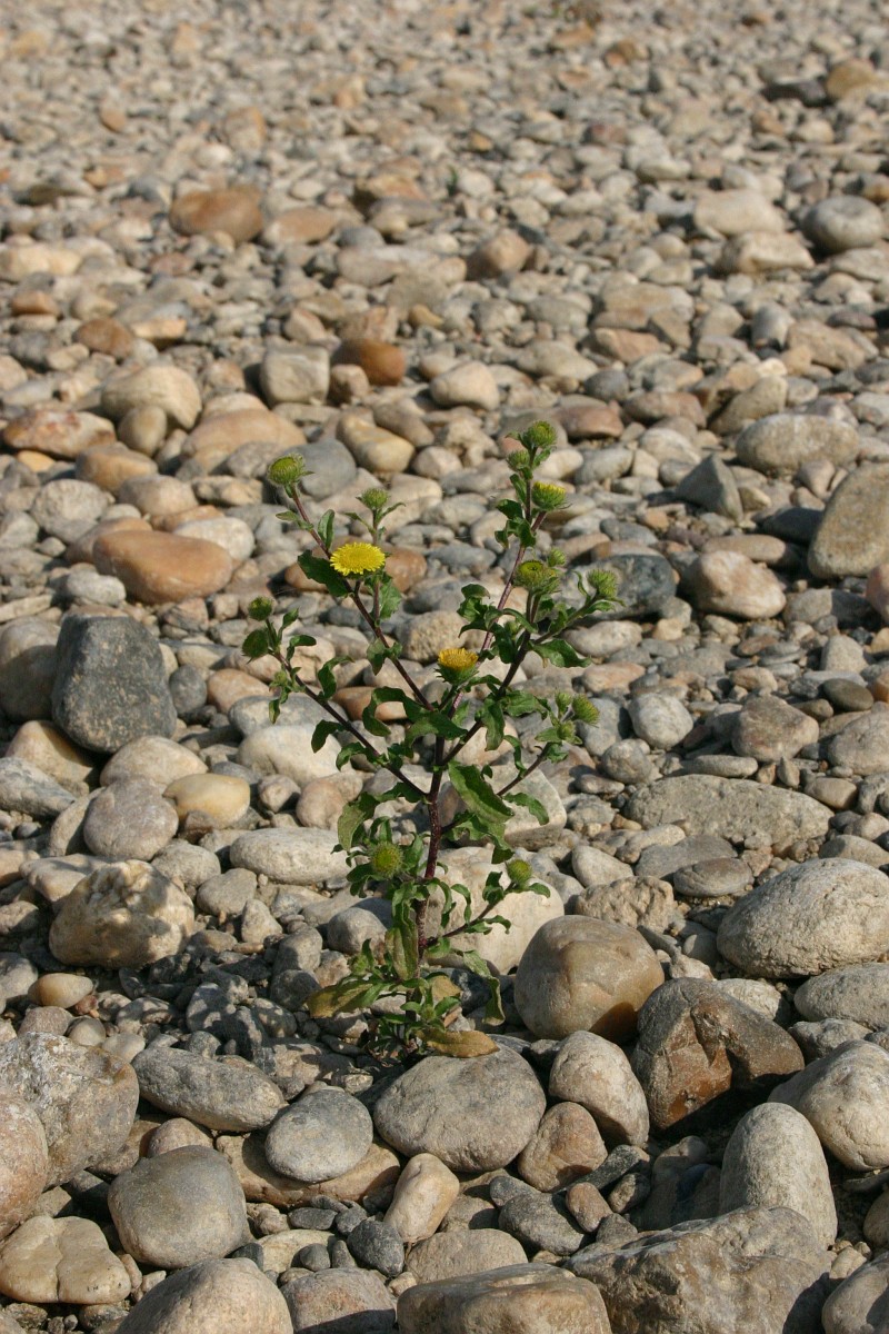 Pulicaria vulgaris, Small Fleabane