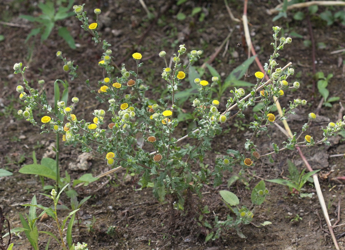 Pulicaria vulgaris, Small Fleabane