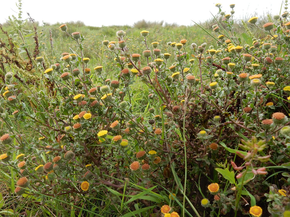 Pulicaria vulgaris, Small Fleabane
