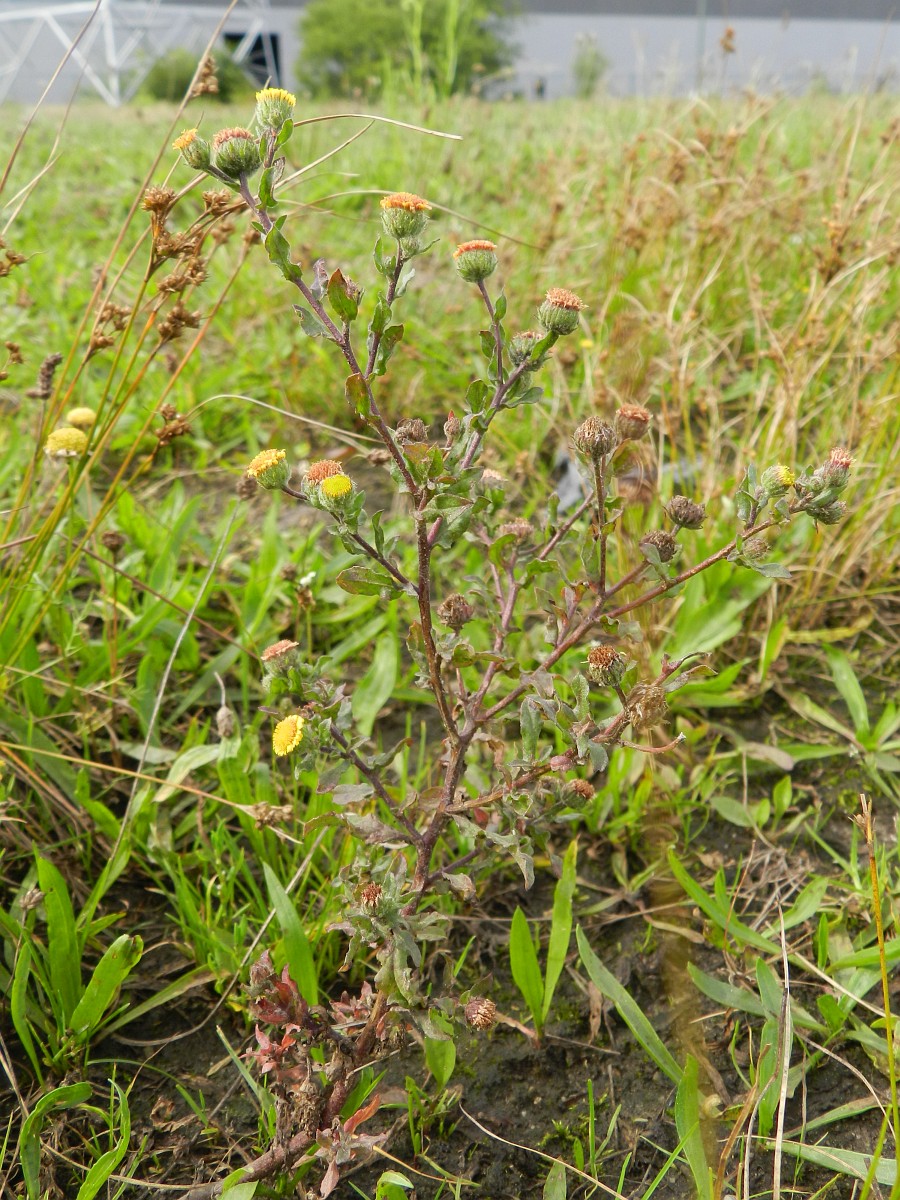 Pulicaria vulgaris, Small Fleabane
