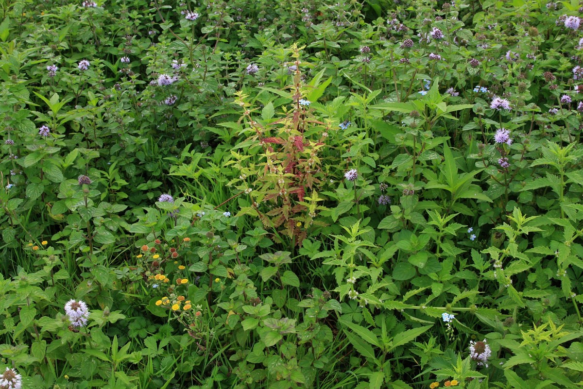 Pulicaria vulgaris, Small Fleabane