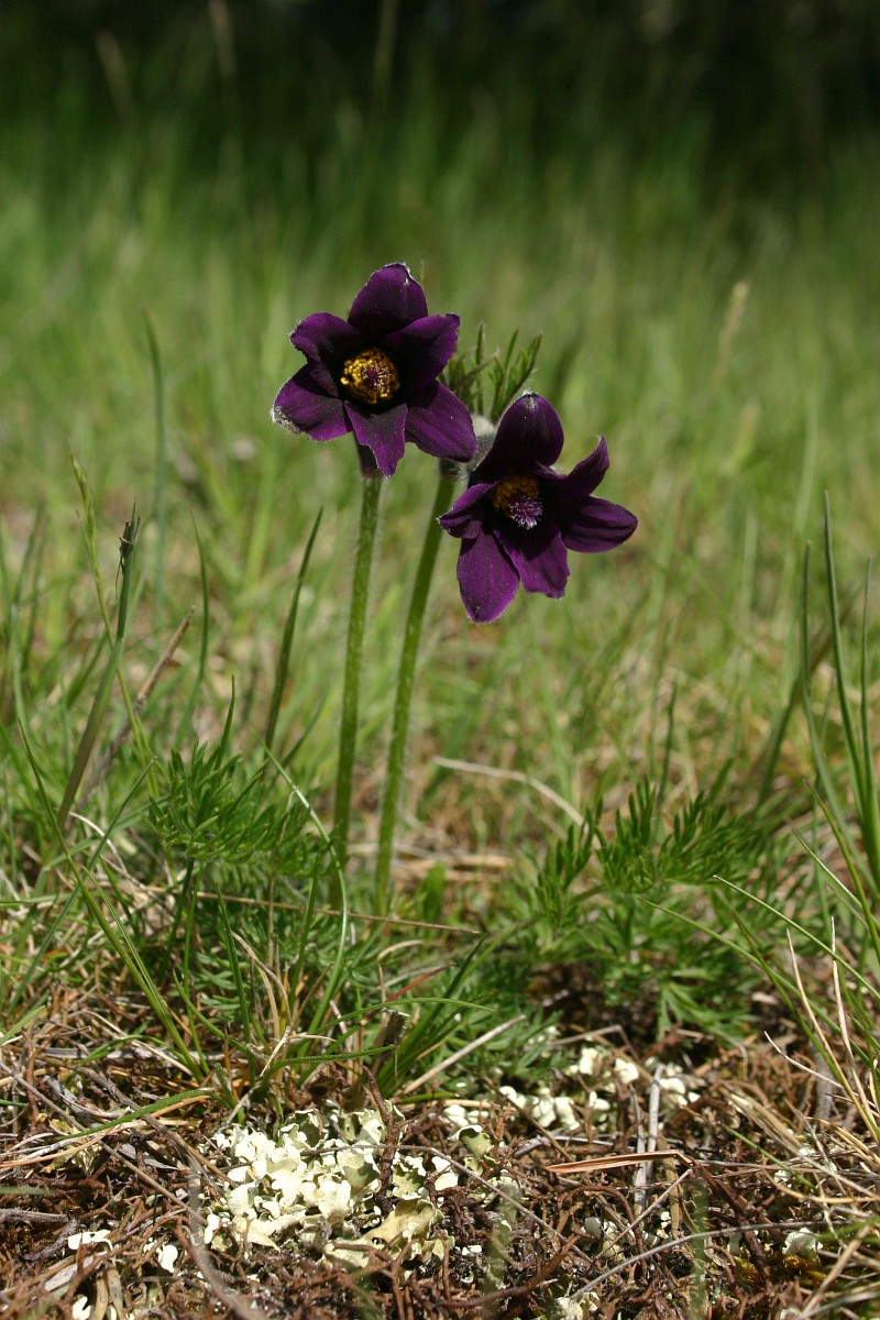 Pulsatilla rubra, Red Pasque Flower