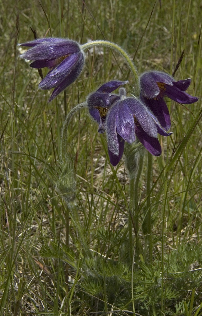 Pulsatilla rubra, Red Pasque Flower