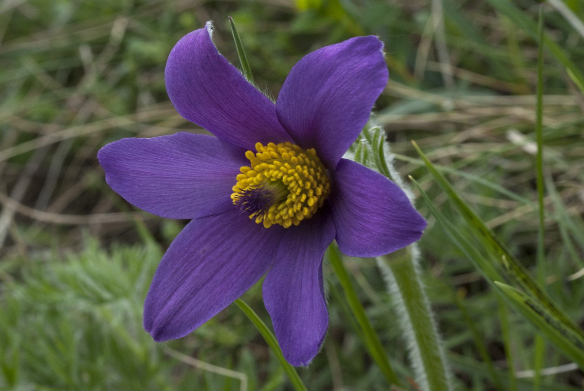 Pulsatilla rubra, Red Pasque Flower