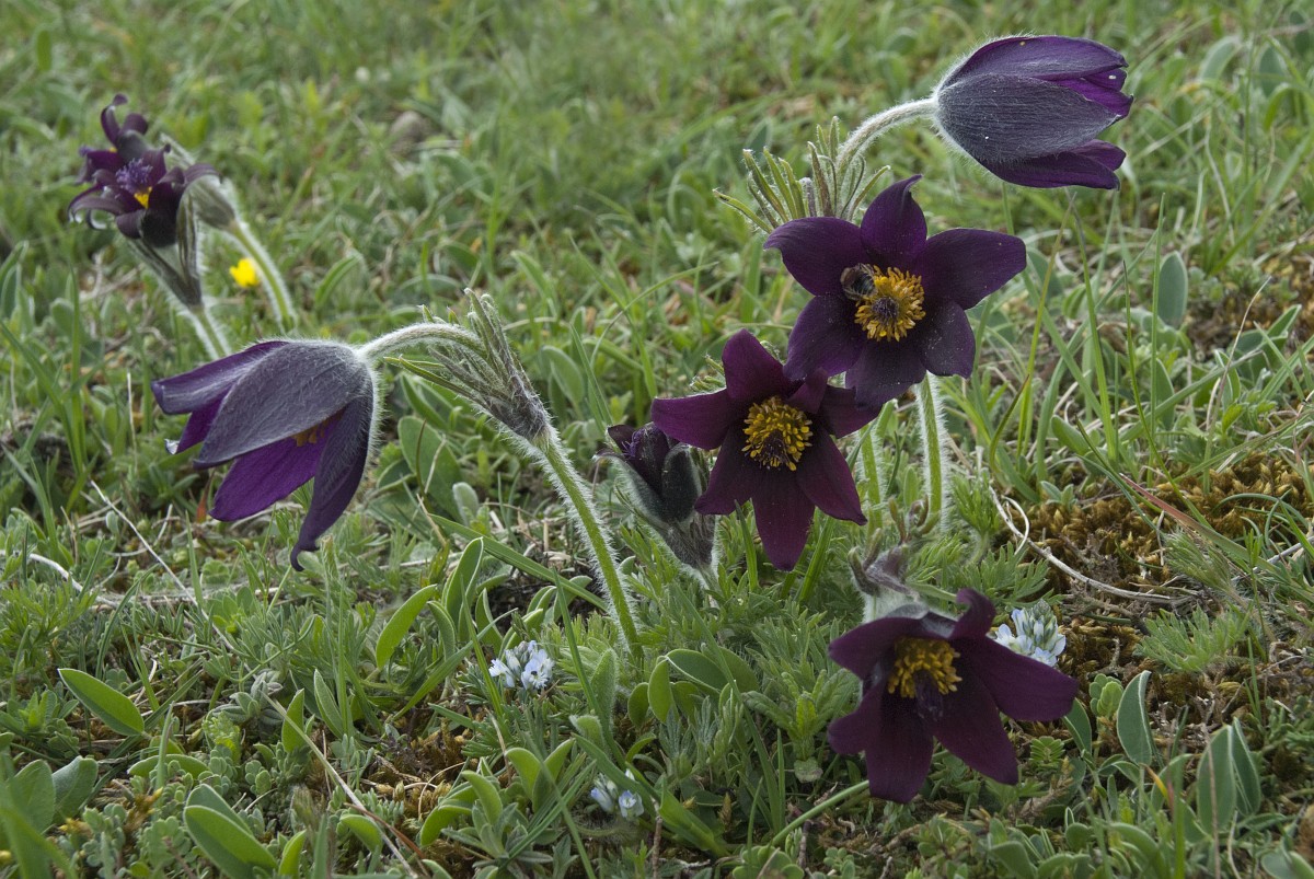 Pulsatilla rubra, Red Pasque Flower