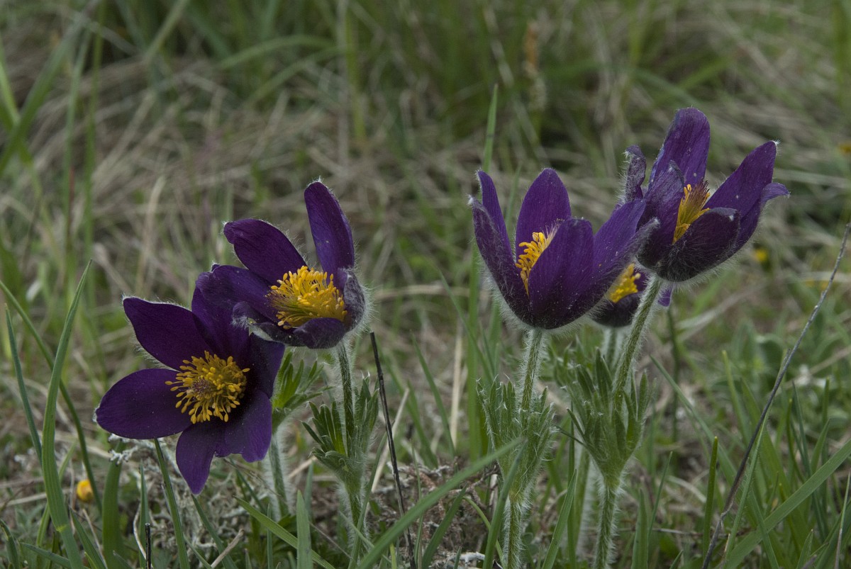 Pulsatilla rubra, Red Pasque Flower