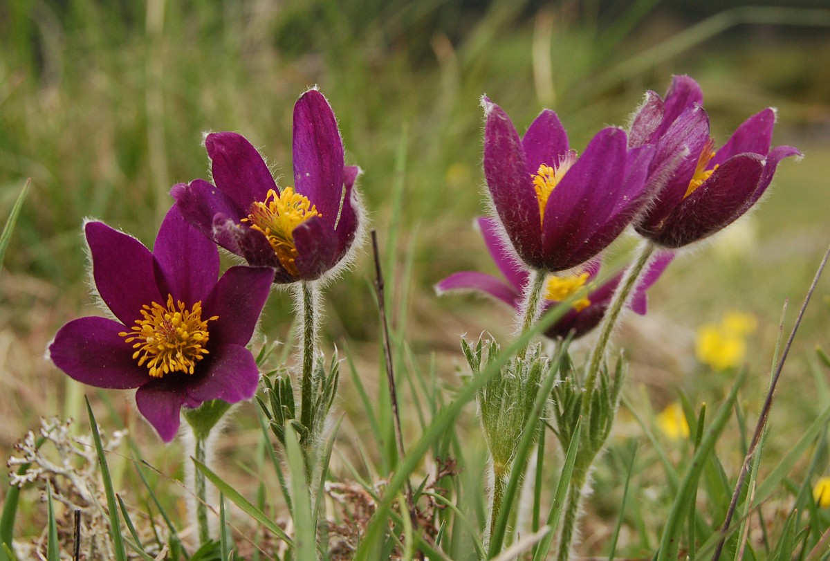 Pulsatilla rubra, Red Pasque Flower