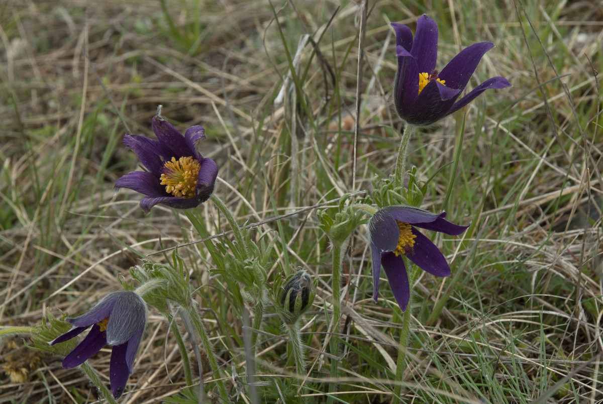 Pulsatilla rubra, Red Pasque Flower