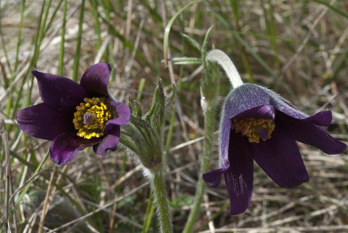Pulsatilla rubra, Red Pasque Flower