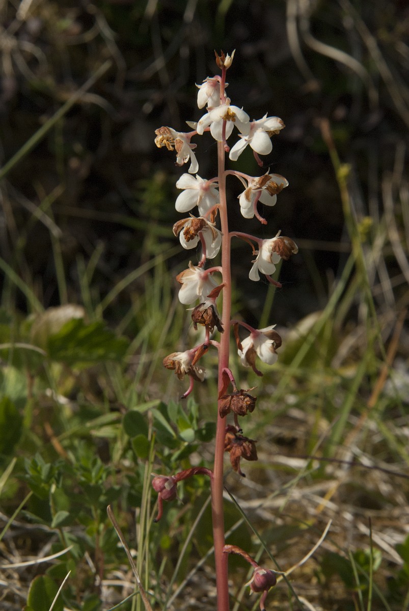 Pyrola minor, Common Wintergreen